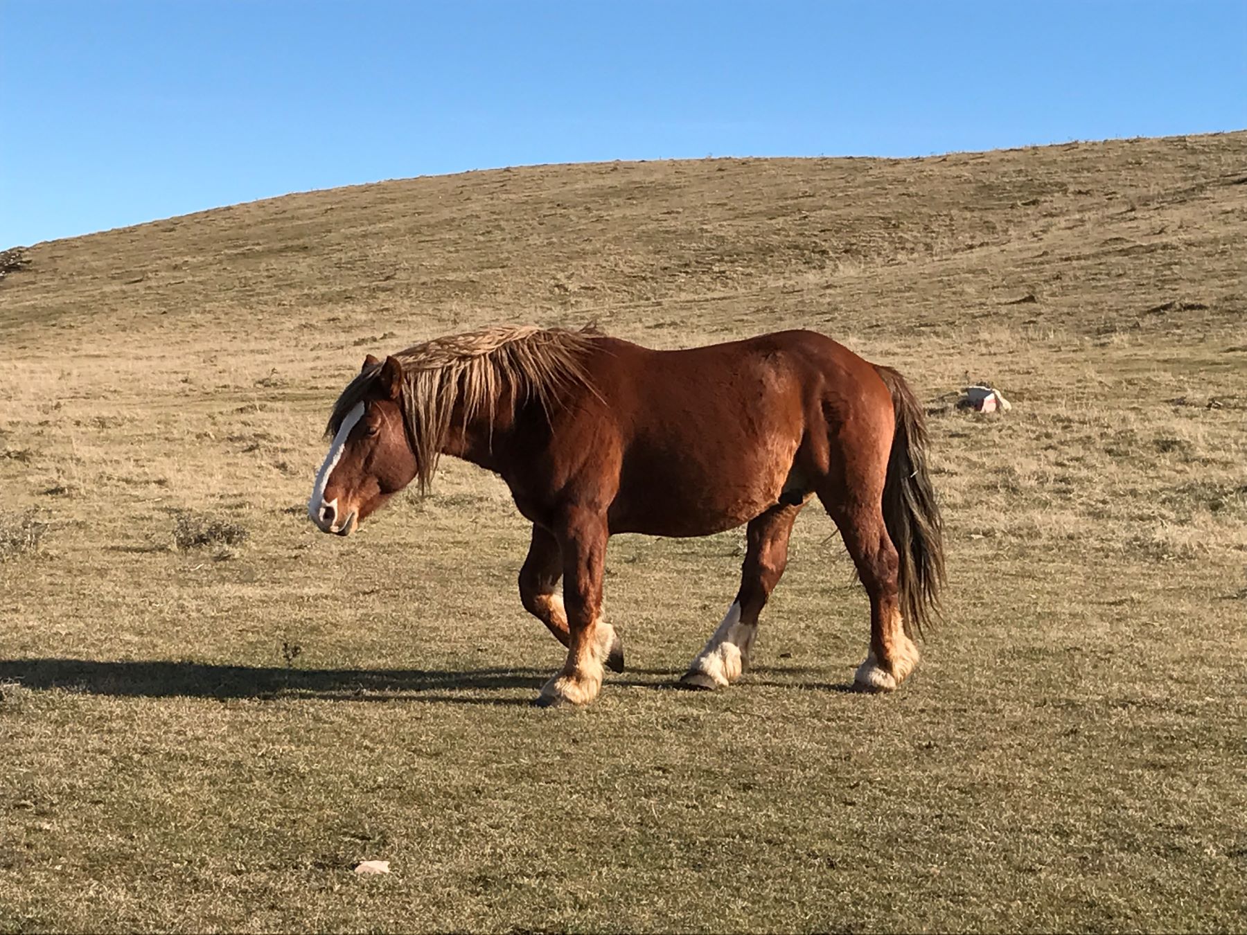 Cavallo